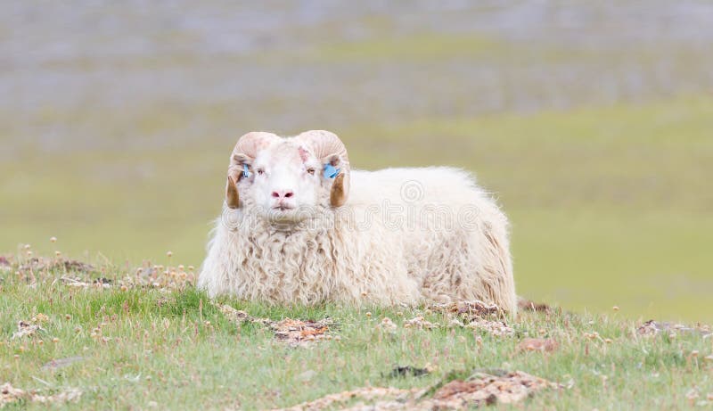 One Icelandic Big Horn Sheep Stock Image - Image of animal, horned ...