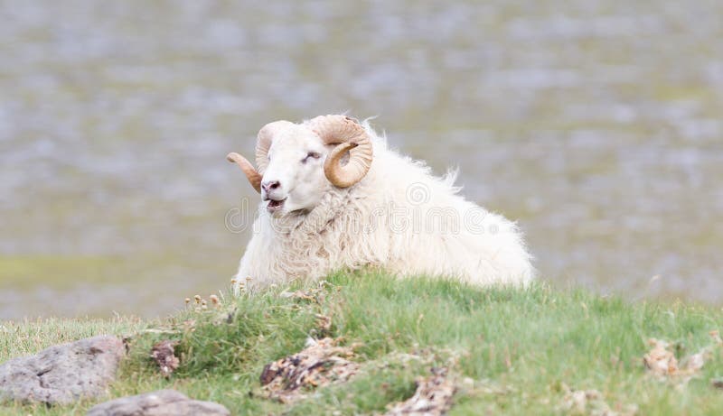 One Icelandic Big Horn Sheep Stock Photo - Image of sheep, stone: 78855520