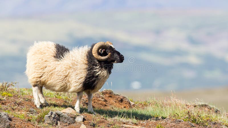 One Icelandic Big Horn Sheep Stock Photo - Image of sheep, stone: 78855520