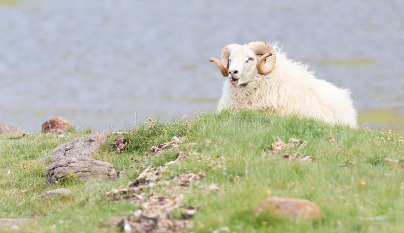 One Icelandic Big Horn Sheep Stock Photo - Image of sheep, stone: 78855520