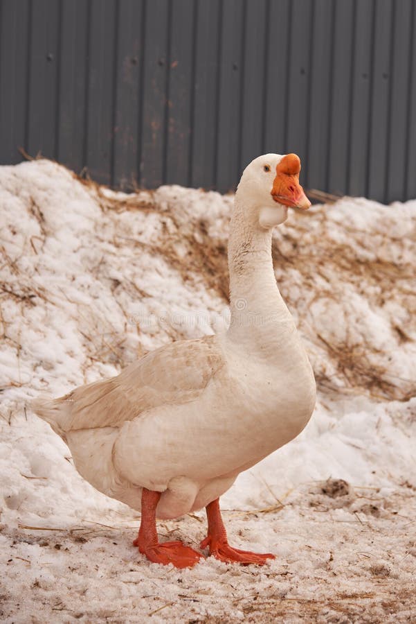 Important Fat Goose with a Yellow Beak Stock Image - Image of autumn ...