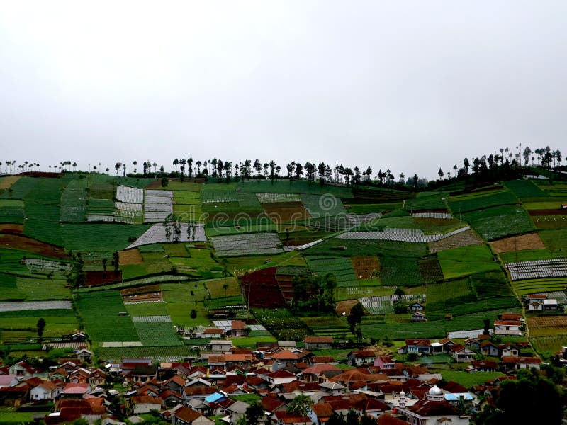Conversion of Forests into Vegetable Farming Land in Indonesia Stock ...