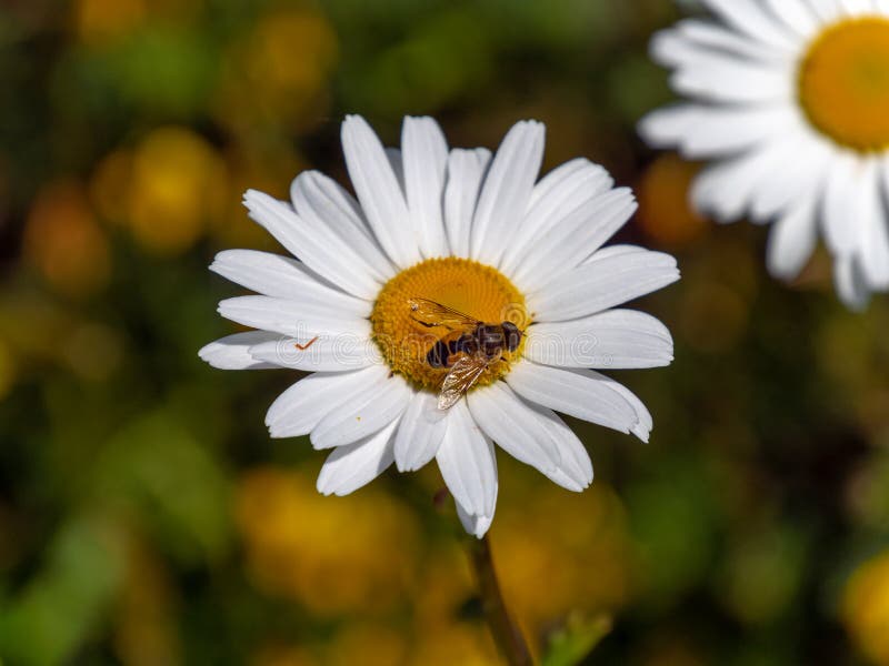 One Insect on a Daisy Flower, a Close-up Shot. White Daisy in Bloom ...