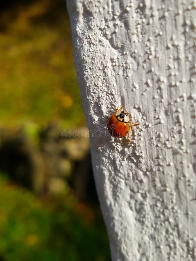 Ladybug in wall stock photo. Image of wall, orange, pattern - 162784302
