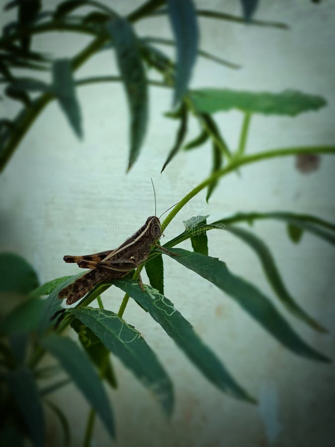 One Insect in a Little Plants Stock Photo - Image of flower, arthropod ...