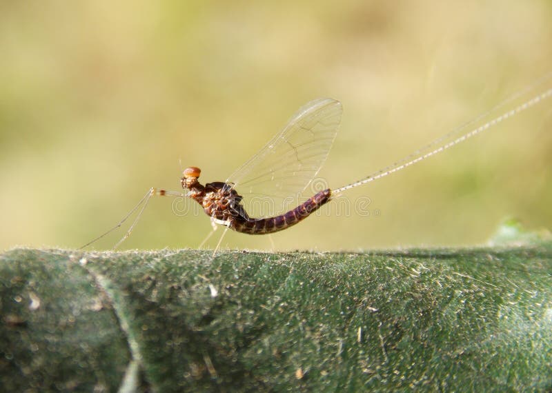 Interesting Bug on the List Stock Image - Image of nature, interesting ...