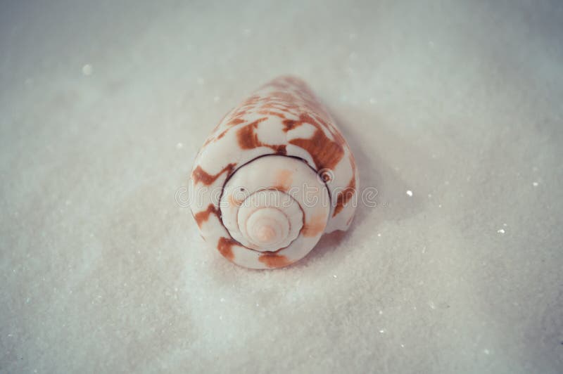 One Interesting Shell on White Sand Stock Photo - Image of coral ...