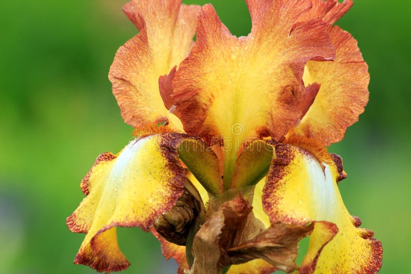 One iris showcase detail stock photo. Image of magnoliophyta - 280703094
