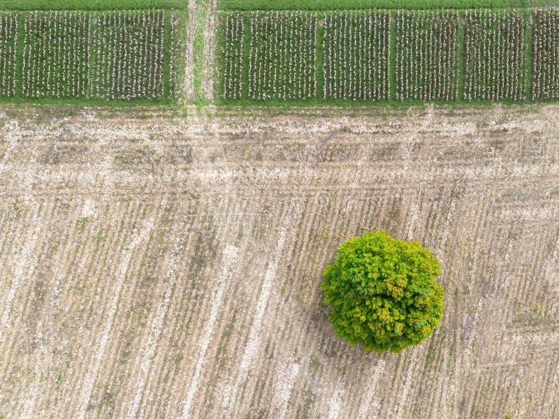 One isolated lonely tree stock photo. Image of view - 292755916