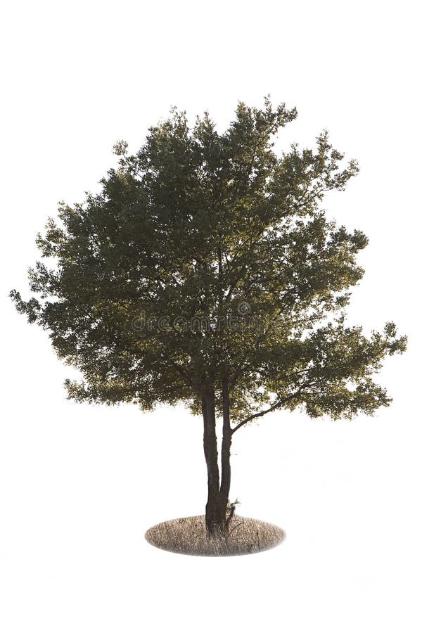 Isolated oak tree stock photo. Image of pasture, forms - 3228920