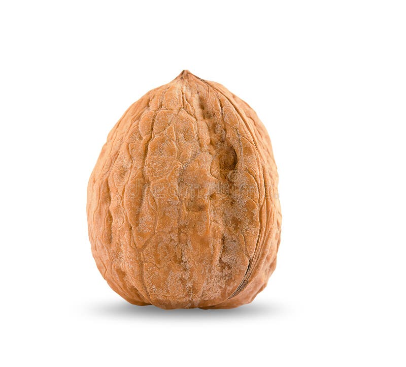 Isolated Walnut Tree stock image. Image of isolation, leafy - 5940693