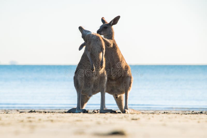 Kangaroo Scratching Another Kangaroo Stock Photo - Image of animals ...