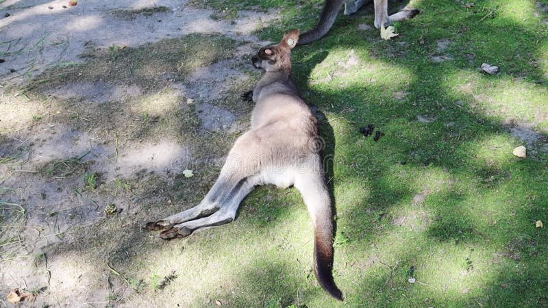One Kangaroo is Lying on the Grass and Resting Stock Footage - Video of ...