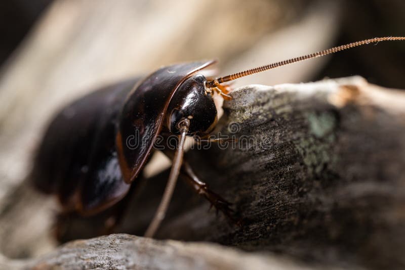 One Kind of Cockroaches is Blattodea. it is Kind of Insects that ...