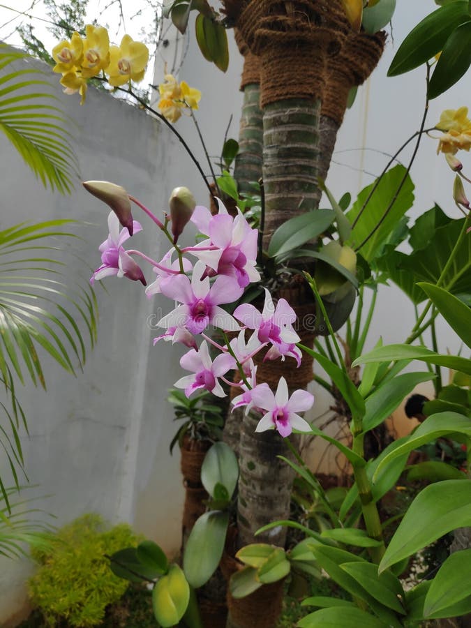 One of a kind orchid stock photo. Image of kind, grows - 288239722