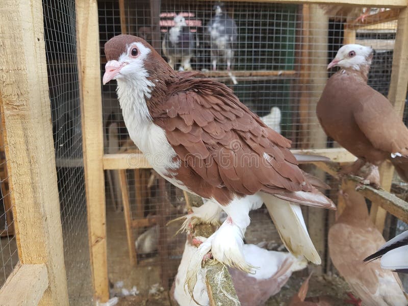 One Kind of Pigeons Variety Stock Photo - Image of bird, eagle: 255330830