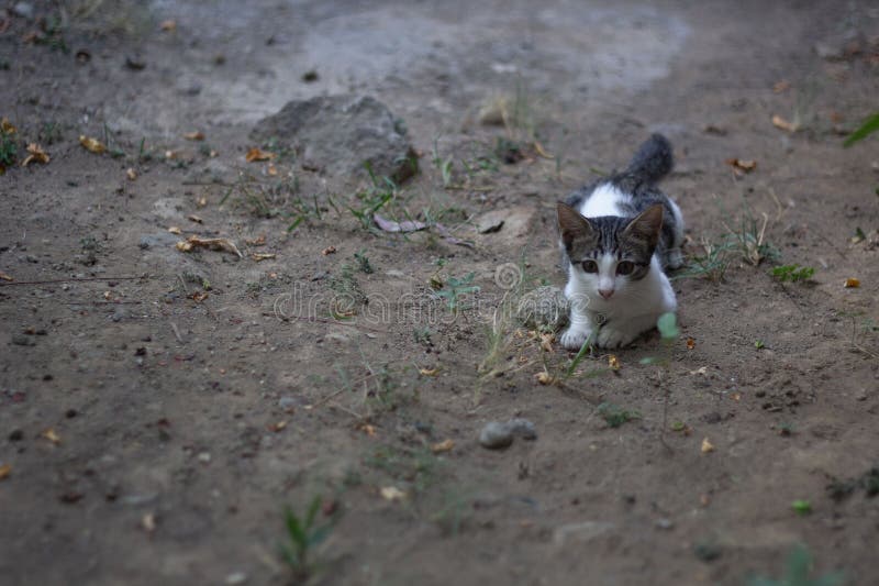 One Kitten is on the Ground Watching Its Friend S Target and the Other ...