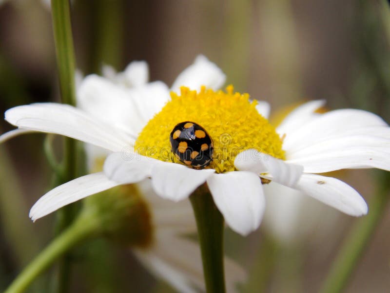 Ladybug on a flower stock image. Image of color, flower - 120047617
