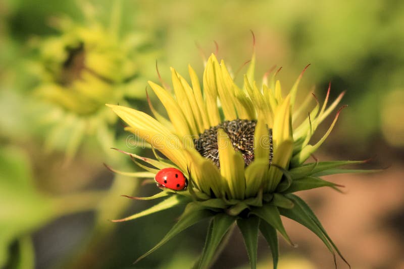 One Ladybug on sunflower stock photo. Image of crop - 183021332