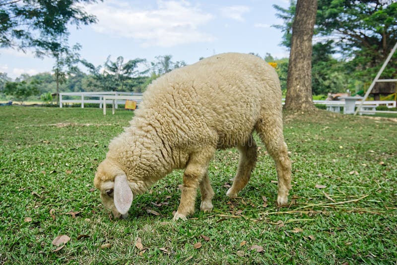 One Lamb Eating Grass on a Green Lawn. Stock Image - Image of sheep ...