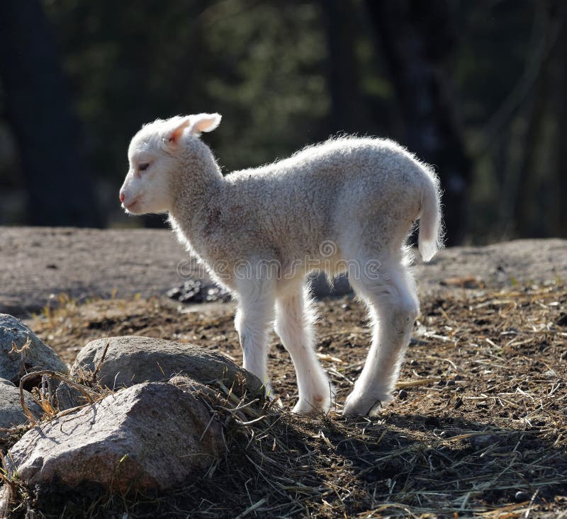 One Lamb Walking in the Meadow Stock Photo - Image of infant, farming ...