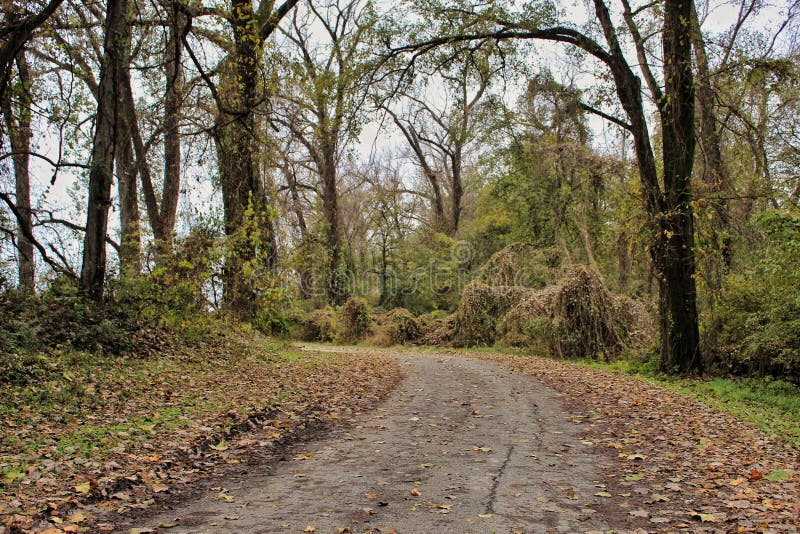 One lane Autumn road stock image. Image of road, leaves - 131552651