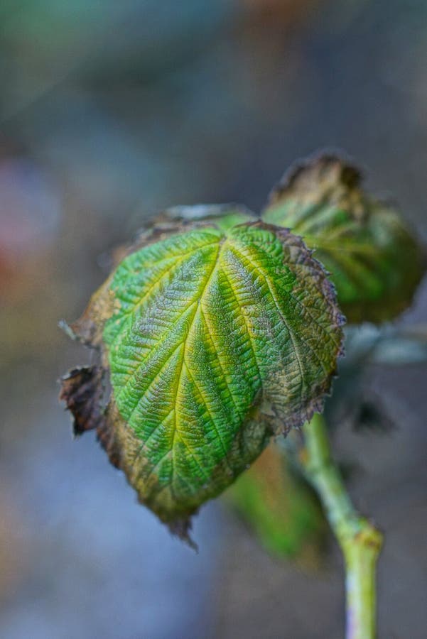 Colored Raspberry Leaf on a Bush Branch Stock Photo - Image of bush ...