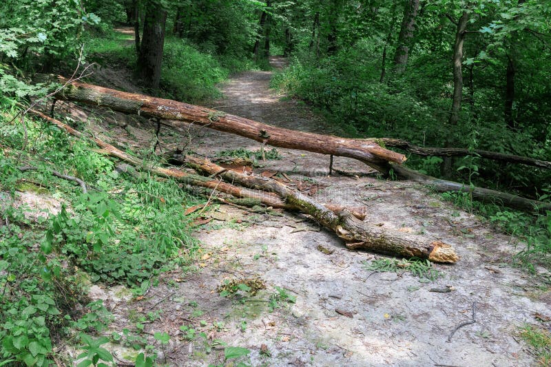 One Large Fallen Tree Lies on a Forest Path in the Forest. a Broken ...