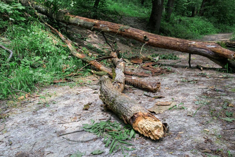 One Large Fallen Tree Lies on a Forest Path in the Forest. a Broken ...