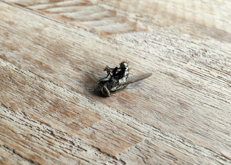 One Large Fly Lying Dead on the Wooden Floor Stock Image - Image of ...
