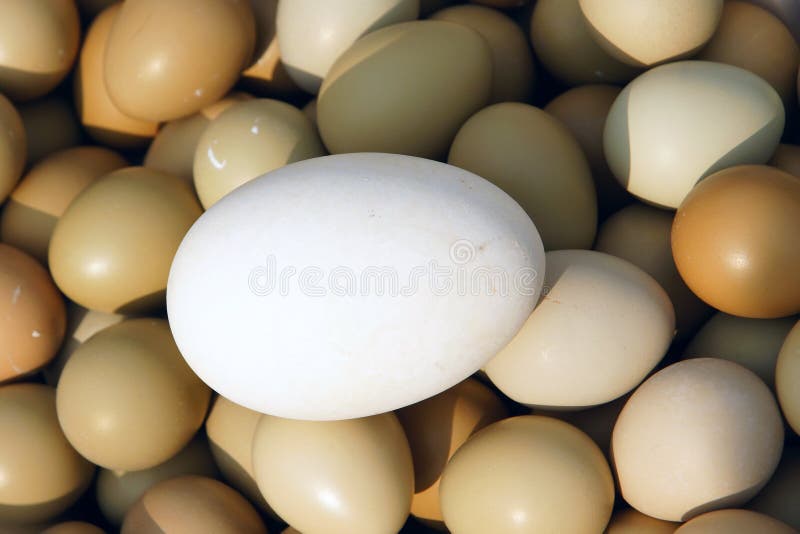 Eggs stock photo. Image of agriculture, eggs, close, closeup - 29845382