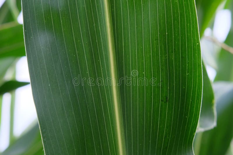 Leaf of corn stock photo. Image of field, agricultural - 94379002