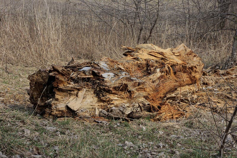 One Large Old Brown Log Lies among Dry Grass Stock Photo - Image of ...