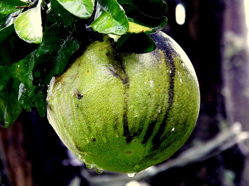 Big Pomelo Fruits At The Pomelo Tree, Grapefruit Stock Image - Image of ...