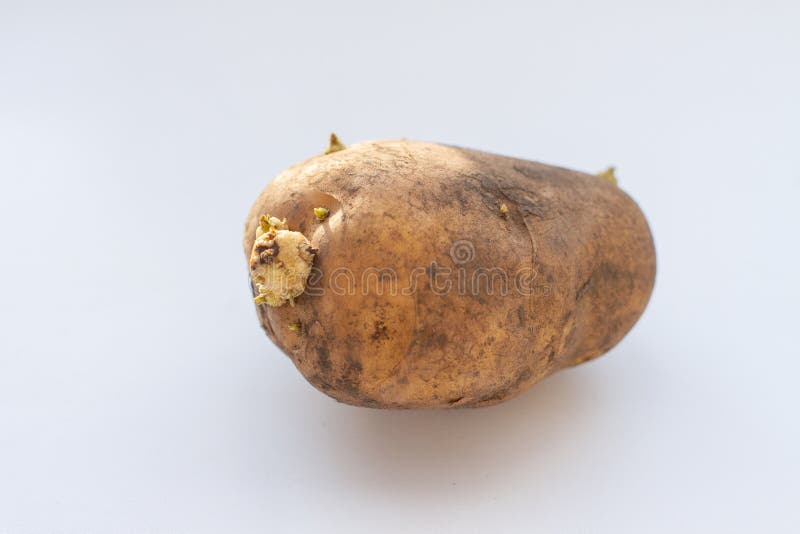 One Large Potato with Seedlings in the Ground on a White Background ...