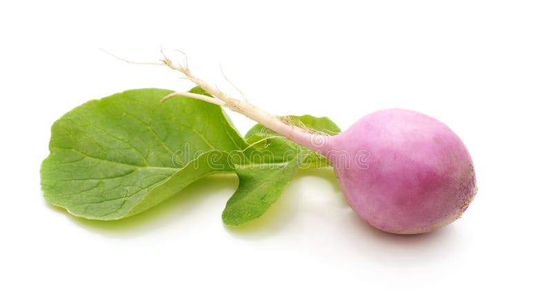 One large radish stock image. Image of healthy, nature - 28151827