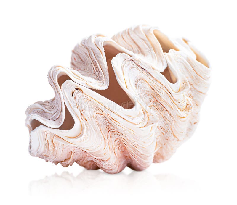 One large shell stock photo. Image of summer, shadow - 246146968