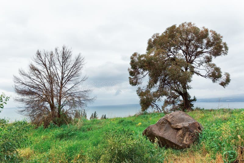 One large stone and tree stock photo. Image of blue - 213051660