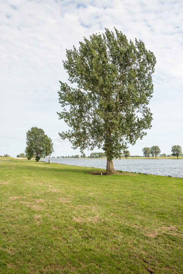 One Large Tree on the Banks of a River Stock Photo - Image of clouds ...