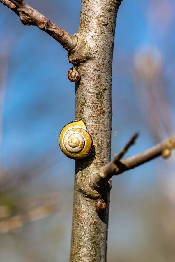 Snails on a branch stock image. Image of garden, plant - 237712117