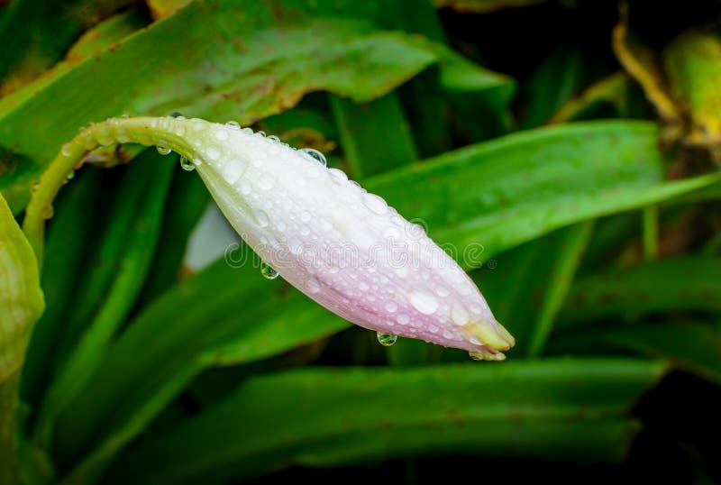 One Large Unopened White Lily Bud with Numerous Drops of Water on it ...