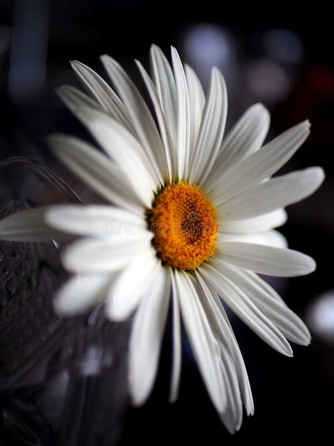 One Large White Daisy in a Vase Stock Image - Image of plant, nature ...