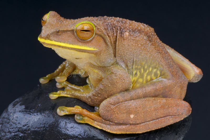 Giant Tree Frog Frog / Boophis Albilabris Stock Photo - Image of ...