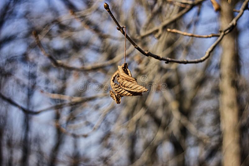 Autumn leaf on branch stock photo. Image of retro, time - 116671352