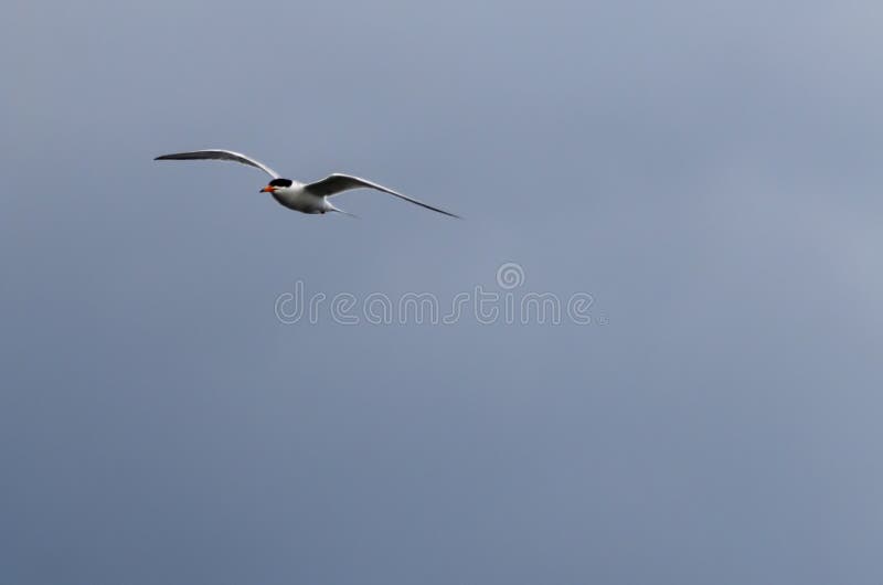 One Laughing Seagull Flying Overhead Stock Image - Image of close ...