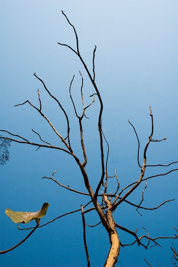 One leaf stock photo. Image of leaf, forest, branch, alone - 16510818