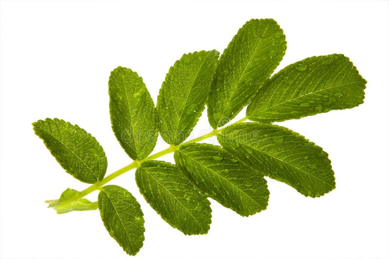 One leaf stock image. Image of water, drop, herbarium - 29459553