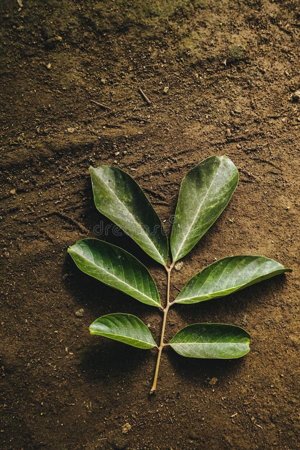 One leaf above the ground stock photo. Image of shrub - 233719704
