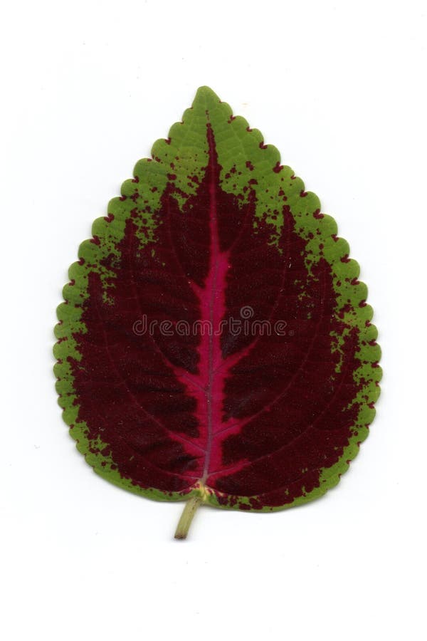 One Leaf with a Beautiful Green Wavy Motif Stock Photo - Image of soil ...