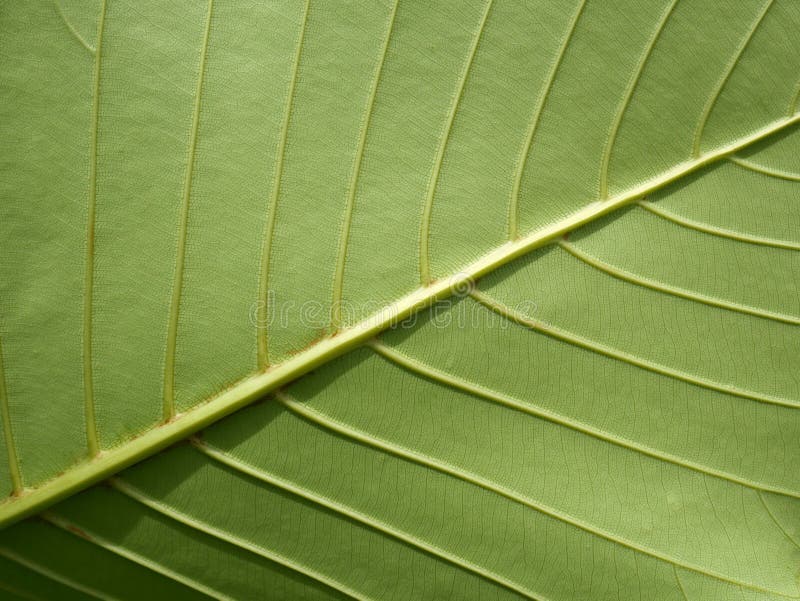 Background of a Group of Leaves. Green Leaf. Detail Stock Image - Image ...